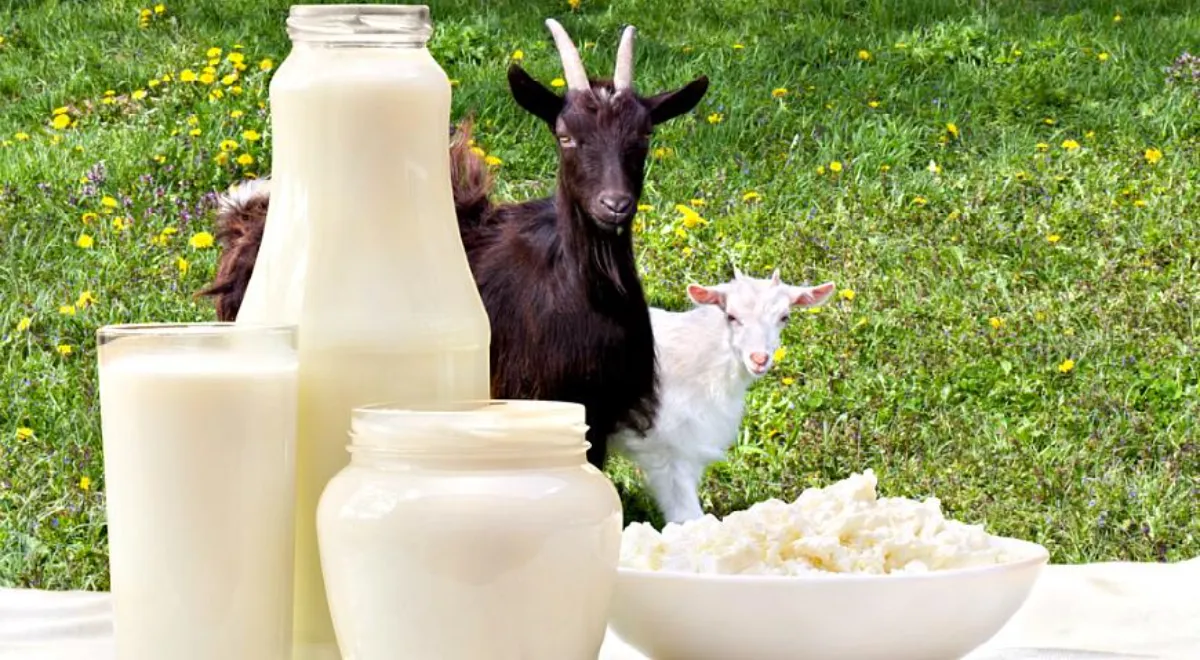 The Benefits of Goat Milk Over Cow Milk